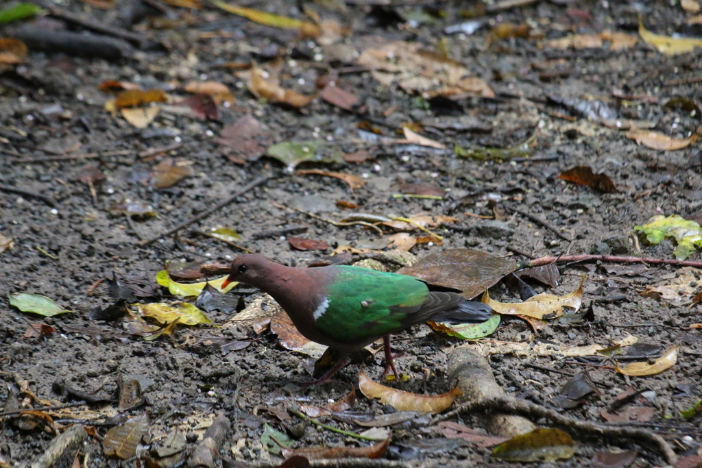 Pacific Emerald Dove in December 2024 by juliakmil · iNaturalist