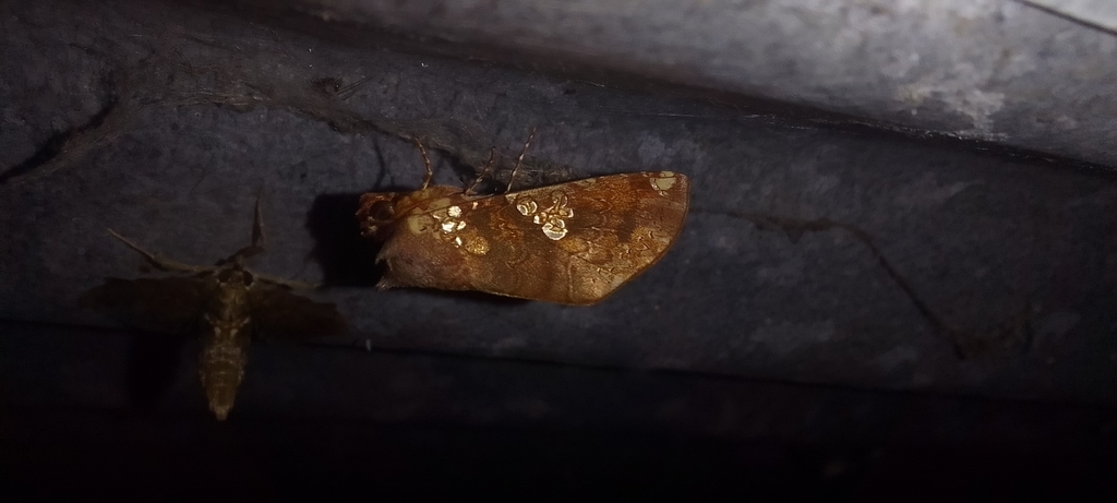 Hapigia cresus from Tobago, Trinidad and Tobago on March 5, 2025 at 11: ...