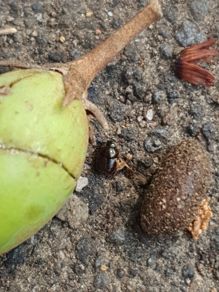 Water, Rove, Scarab, Long-horned, Leaf, and Snout Beetles from Jakarta ...
