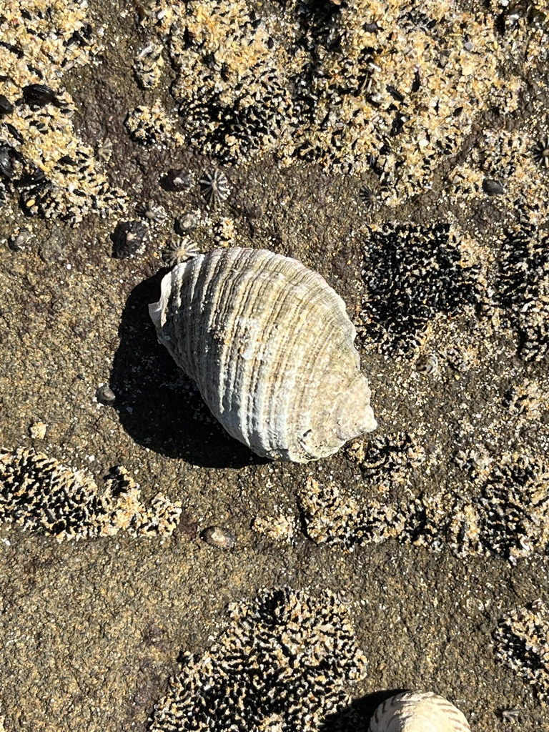 Cart-Rut Shell from Louttit Bay, Lorne, VIC, AU on March 5, 2025 at 10: ...