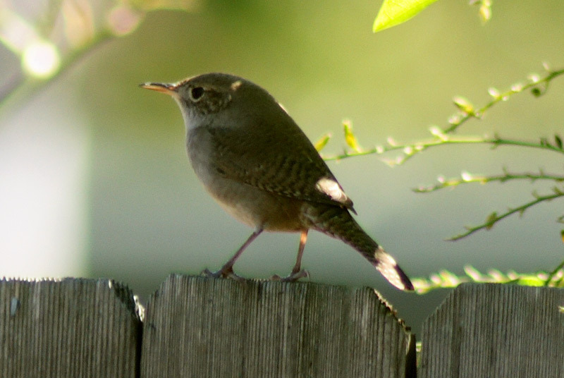 House Wren (Birds of Great Basin National Park) · iNaturalist