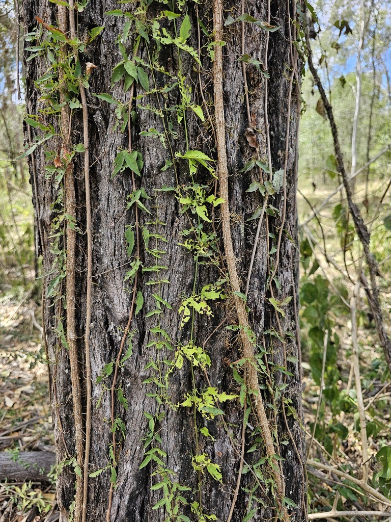 Catclaw vine in February 2025 by AVanek_ECP · iNaturalist Australia