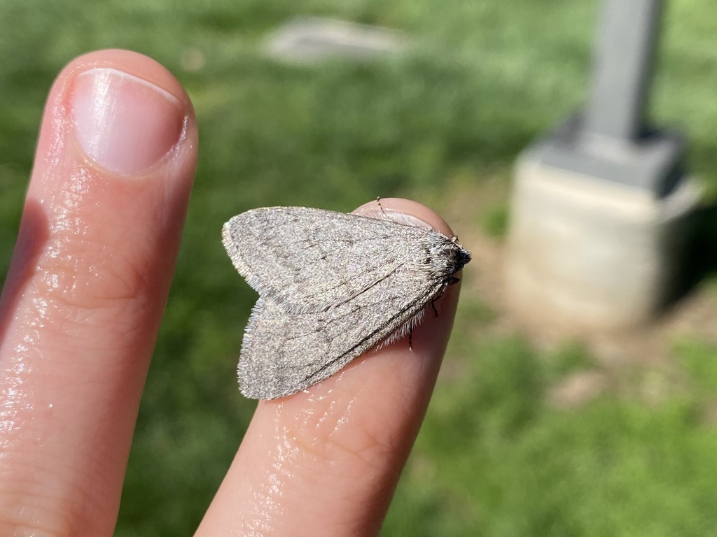 Walnut Spanworm Moth from Highland Ave, Grants Pass, OR, US on March 5 ...