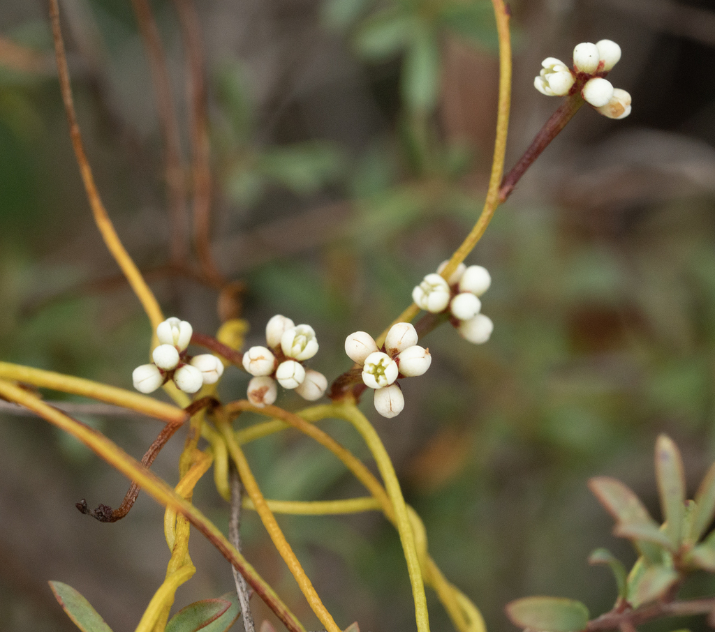 Slender Devil's Twine from Langwarrin Flora & Fauna Reserve, Vic ...