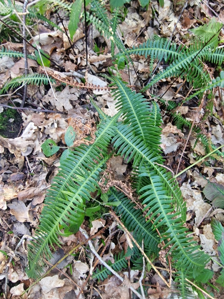 deer fern from Cross in Hand, Heathfield TN21 0QN, UK on March 4, 2025 ...