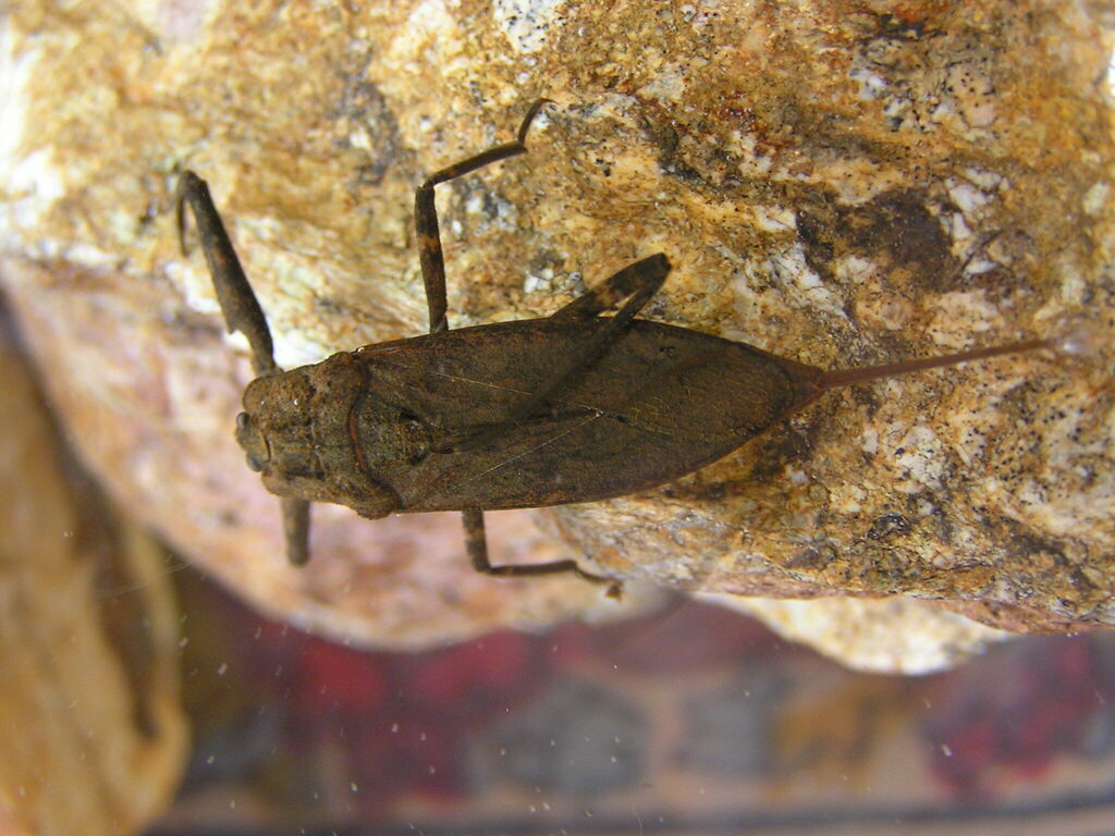 Laccotrephes tristis from Nobbys Creek NSW 2484, Australia on October ...