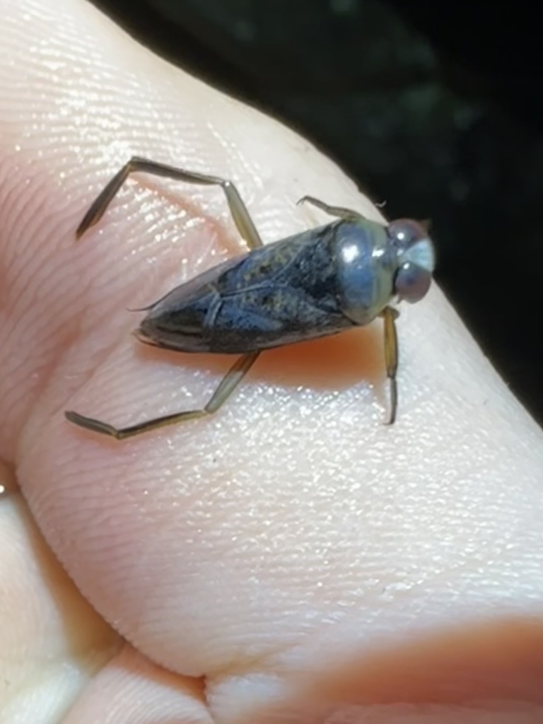 Notonecta irrorata in March 2025 by Nick Spigler · iNaturalist