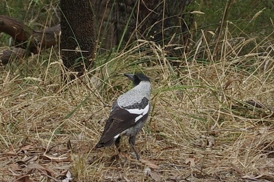 Southeastern White-backed Magpie from Melbourne VIC, Australia on March ...
