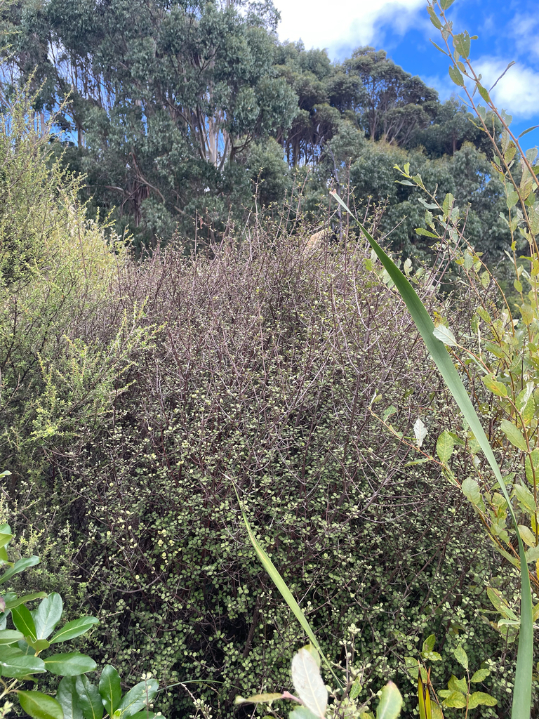 Hukihuki from Porirua, Wellington, NZ on March 6, 2025 at 11:12 AM by ...