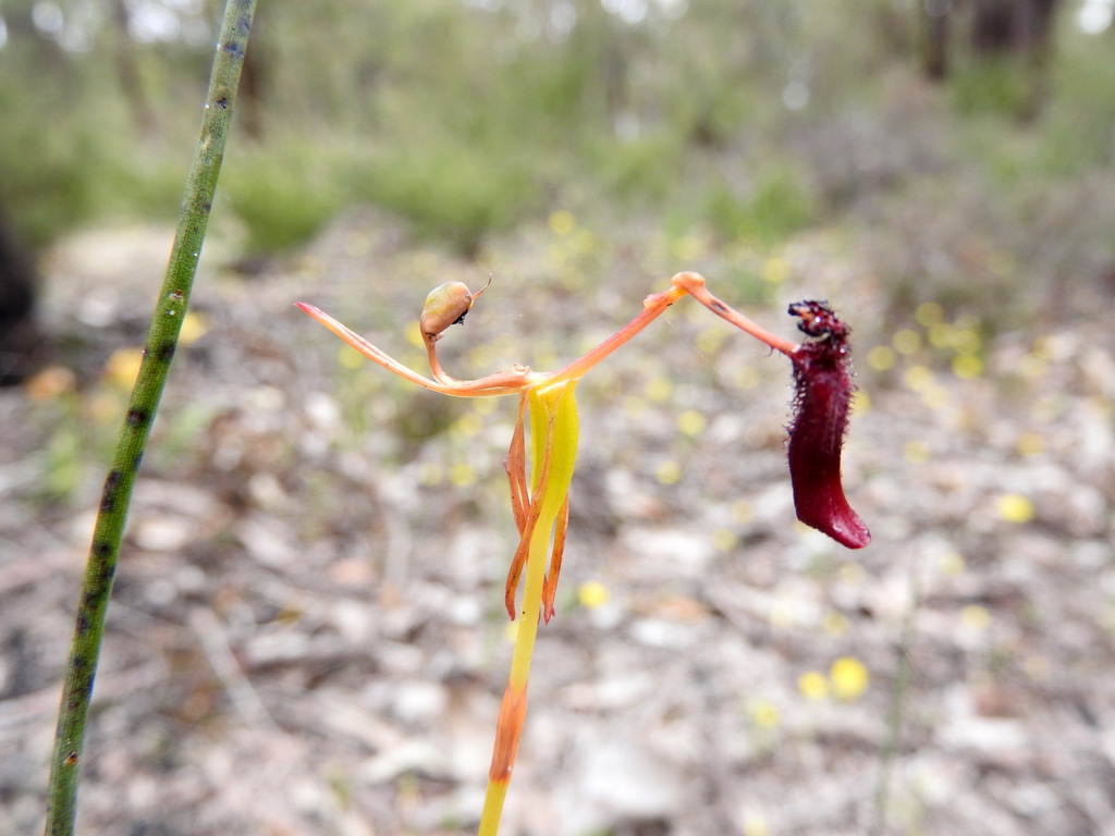 Slender Hammer Orchid from Woottating WA 6562, Australia on September ...