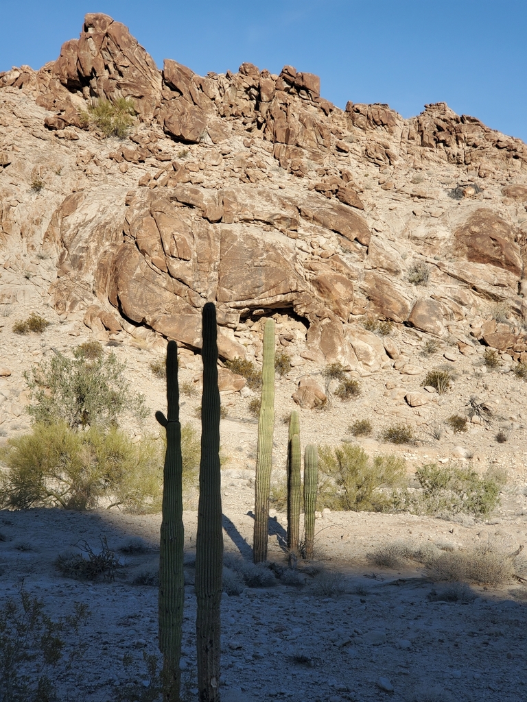 saguaro from Yuma County, AZ, USA on December 26, 2022 at 10:26 AM by ...