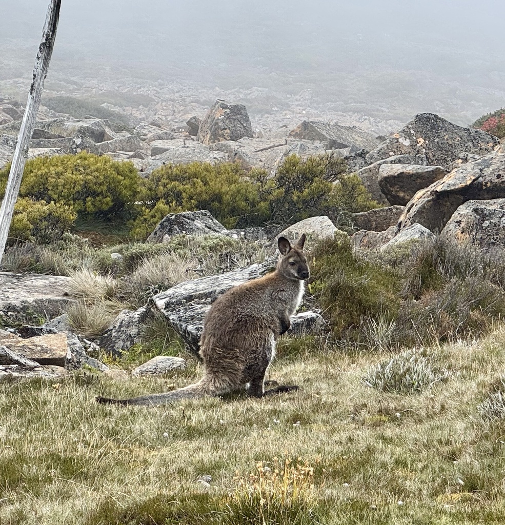 Bennett's Wallaby from Ben Lomond National Park, Ben Lomond, TAS, AU on ...