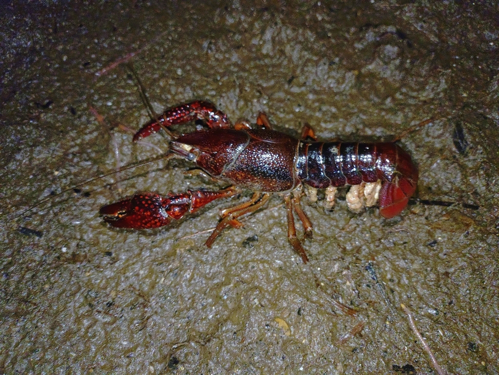 Red Swamp Crayfish from Ellendale, DE 19941, USA on March 05, 2025 at ...