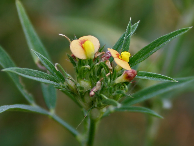 Wild Lucerne (Flora of Lapalala Wilderness) · iNaturalist