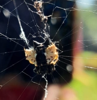 Gasteracantha mediofusca from Dr Homi Bhabha Road, Navy Nagar, Colaba ...