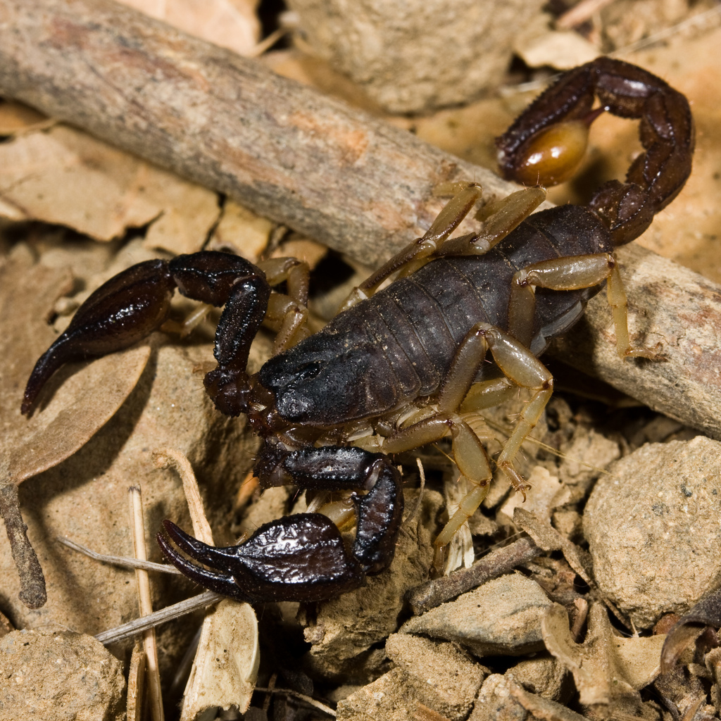 Western Forest Scorpion from Oakland, California, United States on ...