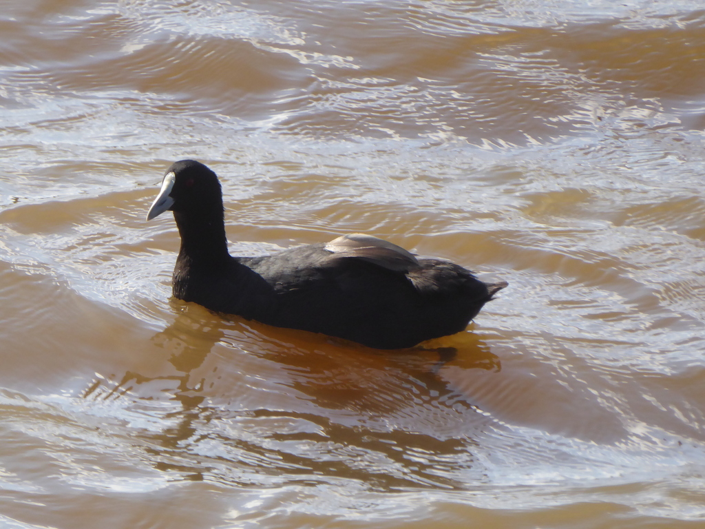 Australasian Coot from Churchill VIC 3842, Australia on March 4, 2025 ...