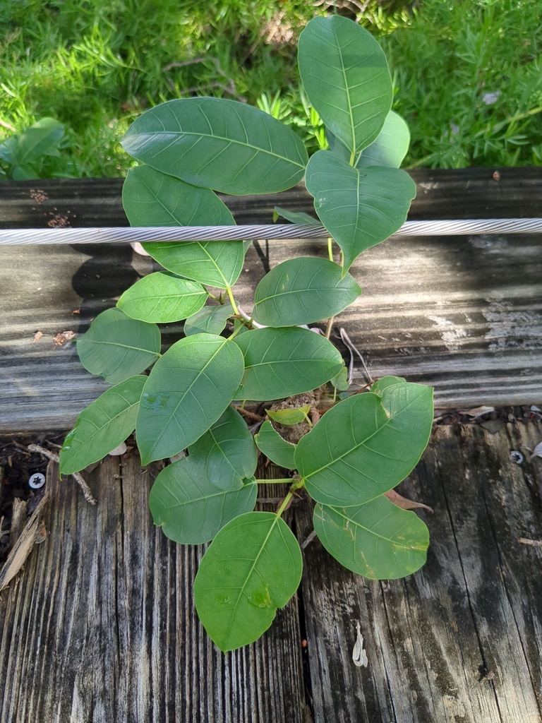 Figs from Isla Grande, San Juan, 00907, Puerto Rico on March 6, 2025 at ...