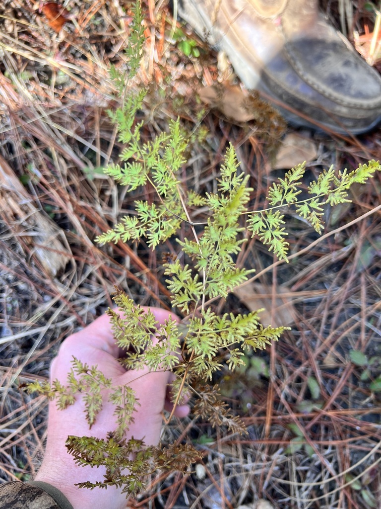Japanese climbing fern from Perdue Rd, Tifton, GA, US on January 28 ...