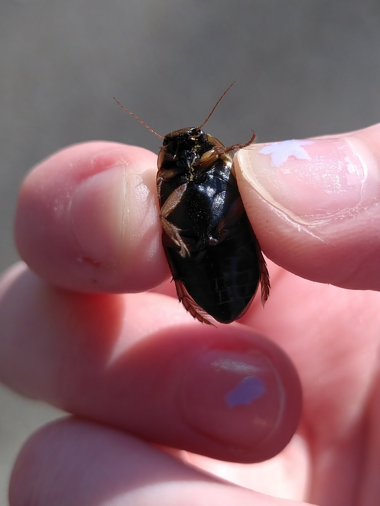 large-grooved diving beetle in March 2025 by Kamil S · iNaturalist