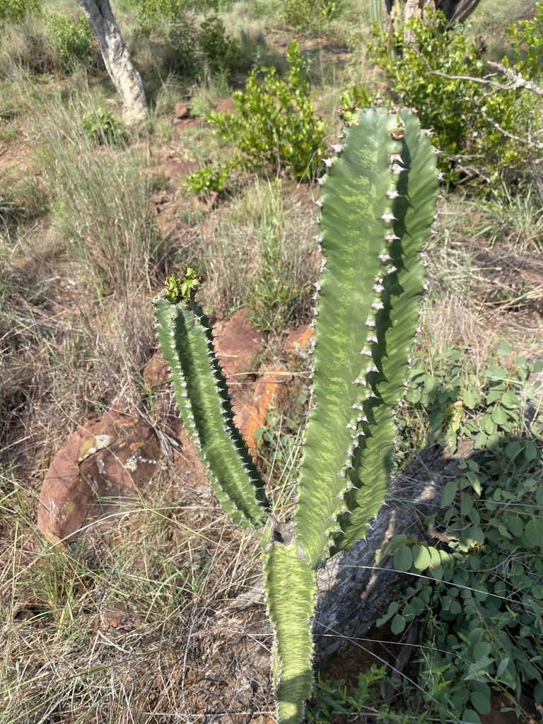 Common Tree Euphorbia from Bela-Bela, Bela-Bela, Limpopo, ZA on March 6 ...