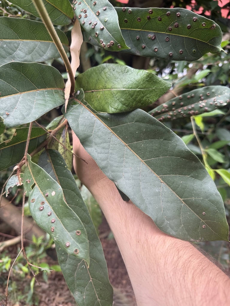 White Walnut from Katoomba Cr, Tamborine Mountain, QLD, AU on March 5 ...