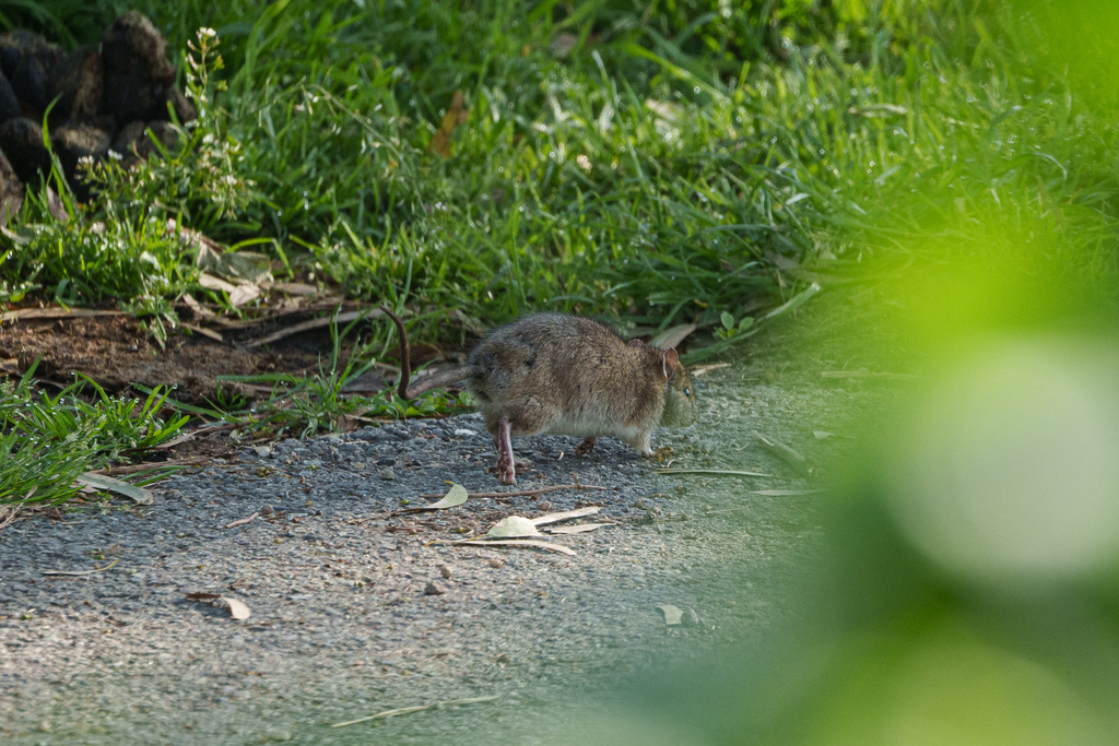 Brown Rat from 20600 Furiani, France on March 6, 2025 at 09:46 AM by ...