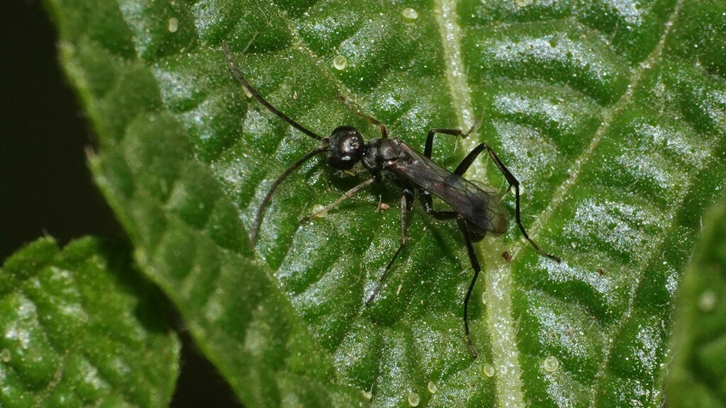 Pepsinae from Mahim Nature Park on March 04, 2025 at 10:02 AM by Dinesh ...