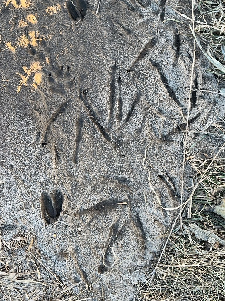 Trumpeter Swan from Scandia on February 28, 2025 at 05:23 PM by Ann ...