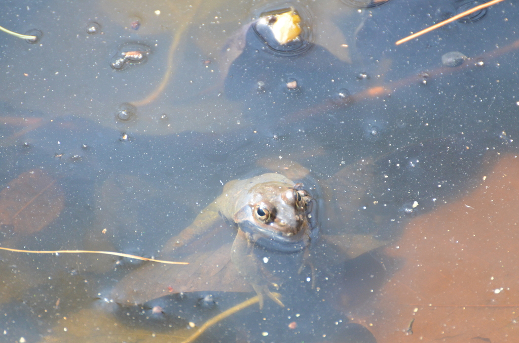 Pond Frogs from Seodaemun-gu, Seoul, South Korea on March 06, 2025 at ...