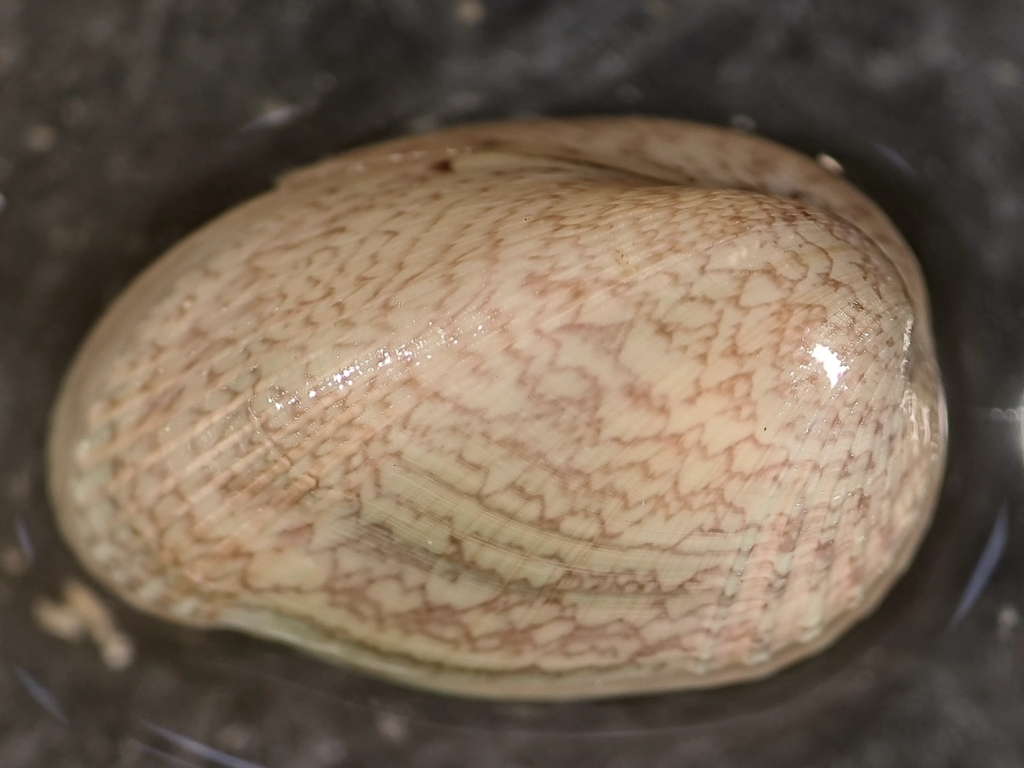 Musculus cupreus from 海南省万宁市东澳镇天悦湾别墅区103栋神州半岛旅游度假区 on March 2, 2025 at ...