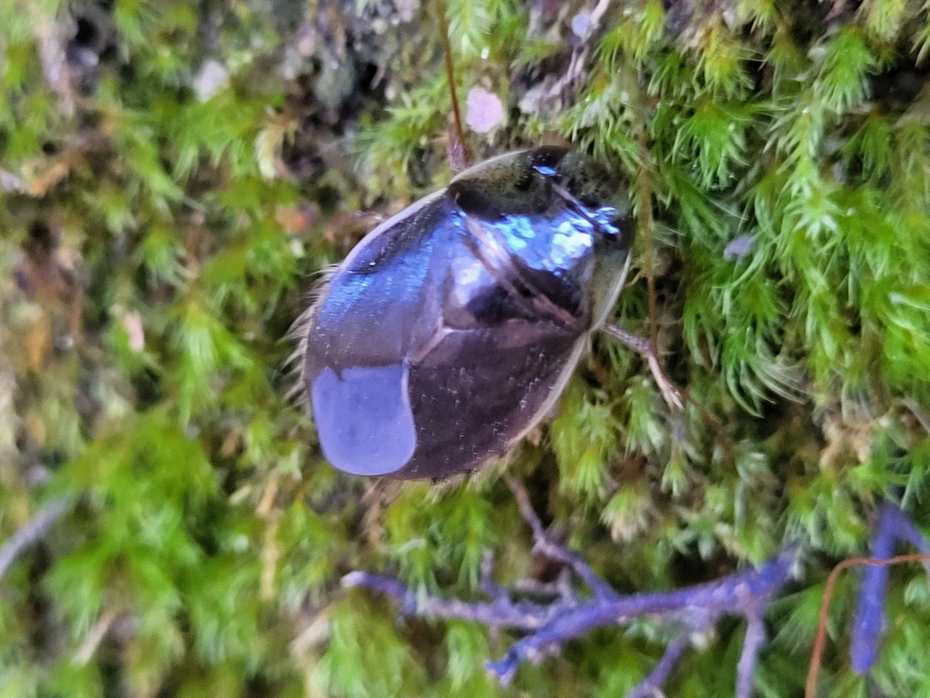 Eurasian Saucer Bug from Малоритский район, Брестская область, Беларусь ...