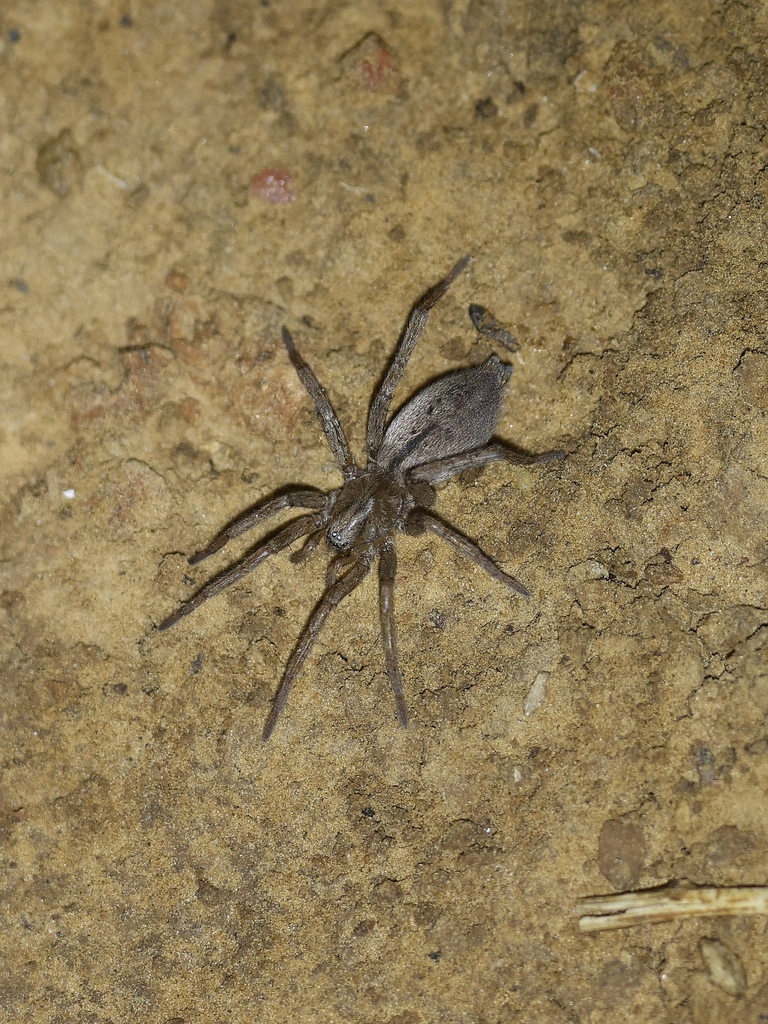 Stone Spiders from 中国山东省济南市长清区 on March 6, 2025 at 09:06 PM by 莲子 ...