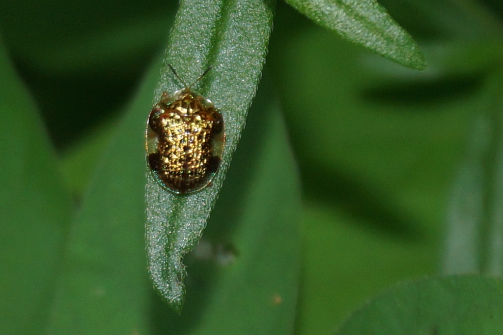 Microctenochira hectica from Parque Ecologico Rufino Tamayo Crucecita ...