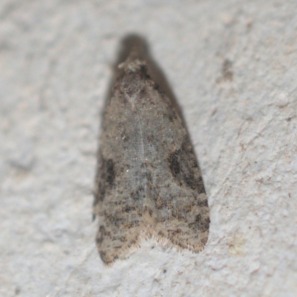 Anopina from 51208 Méx., México on February 17, 2025 at 03:57 PM by ...