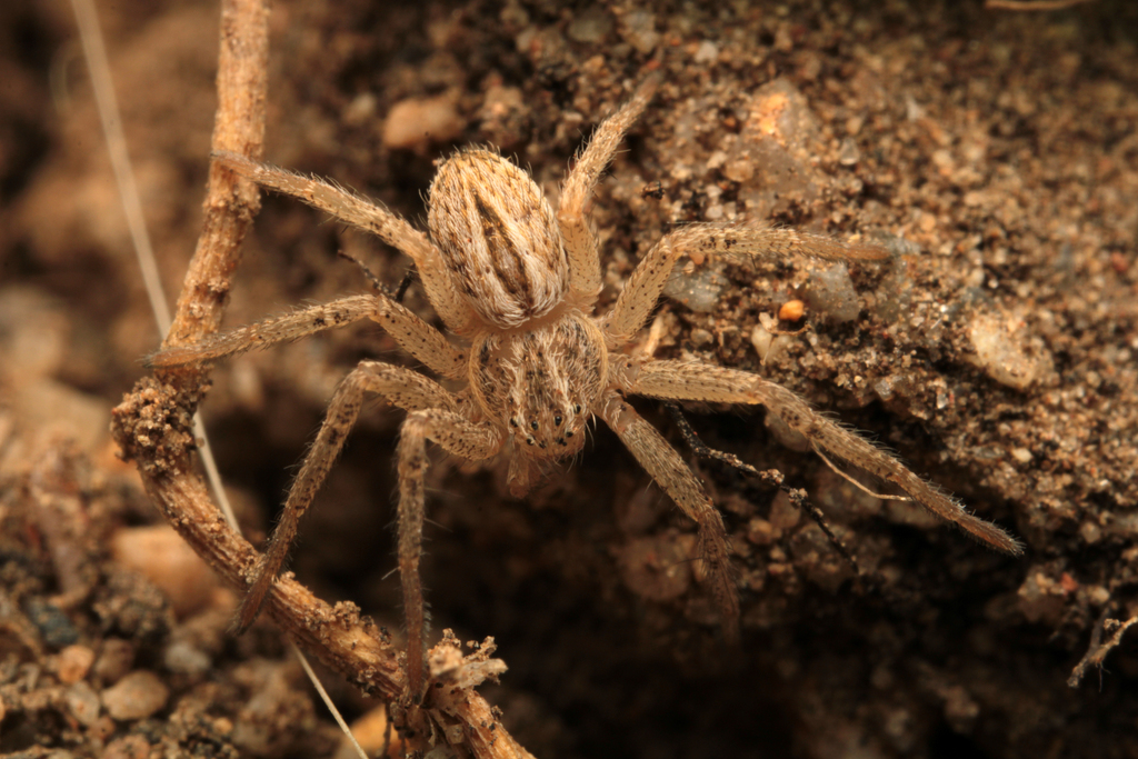Thanatus fabricii from Kenilworth, Cape Town, 7708, South Africa on ...