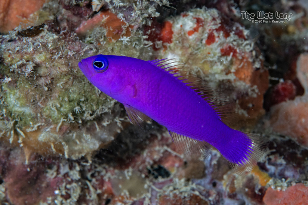 Purple Dottyback on February 27, 2020 at 02:31 PM by Frank Krasovec. Pictichromis porphyreus ...