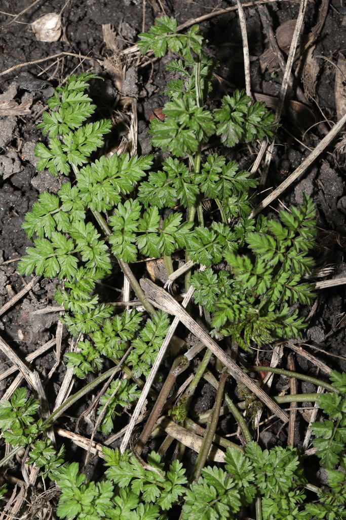 Cow Parsley from Taylor Park, Grosvenor Road, St Helens, Merseyside, UK ...