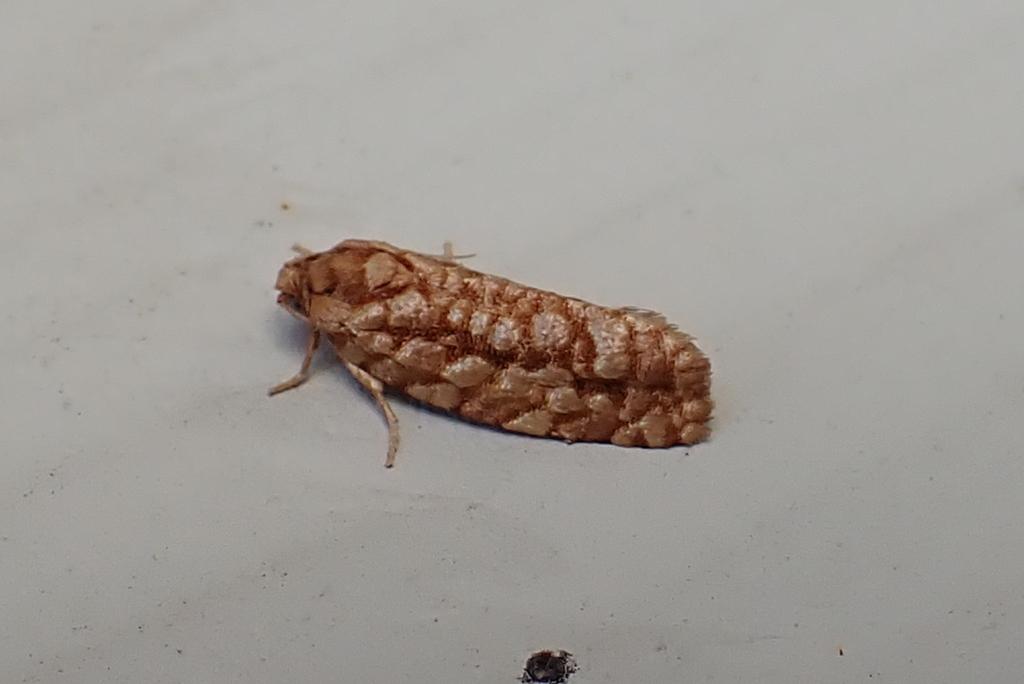Juniper Budworm Moth from Lewes, DE 19958, USA on September 11, 2024 at ...