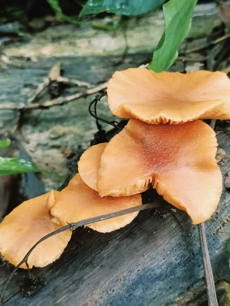 Heimiomyces tenuipes from Juchique de Ferrer, Ver., México on June 8 ...