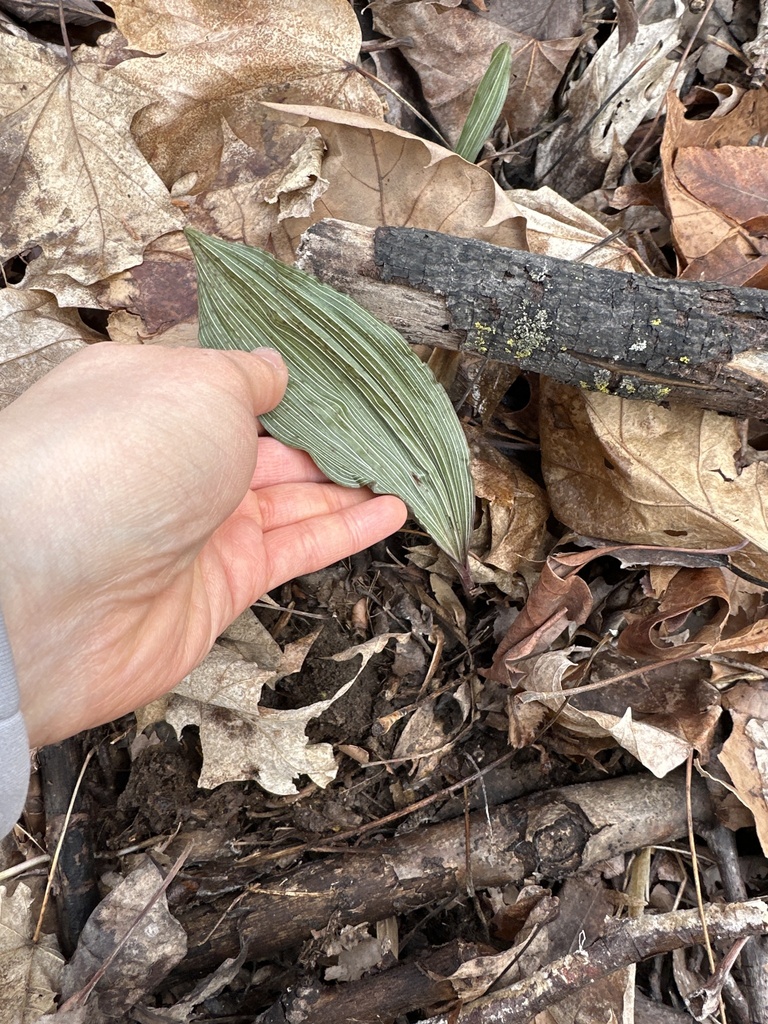 putty root from West Lafayette, IN, US on March 6, 2025 at 12:50 PM by ...