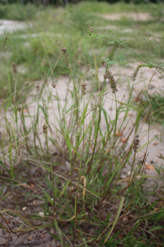 Indian sandbur (Cenchrus biflorus) - Botanical Realm