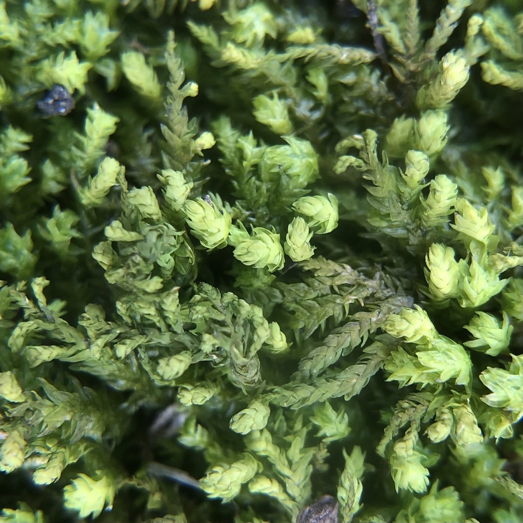 tree-skirt moss from Northwest Washington, Washington, DC, USA on March ...