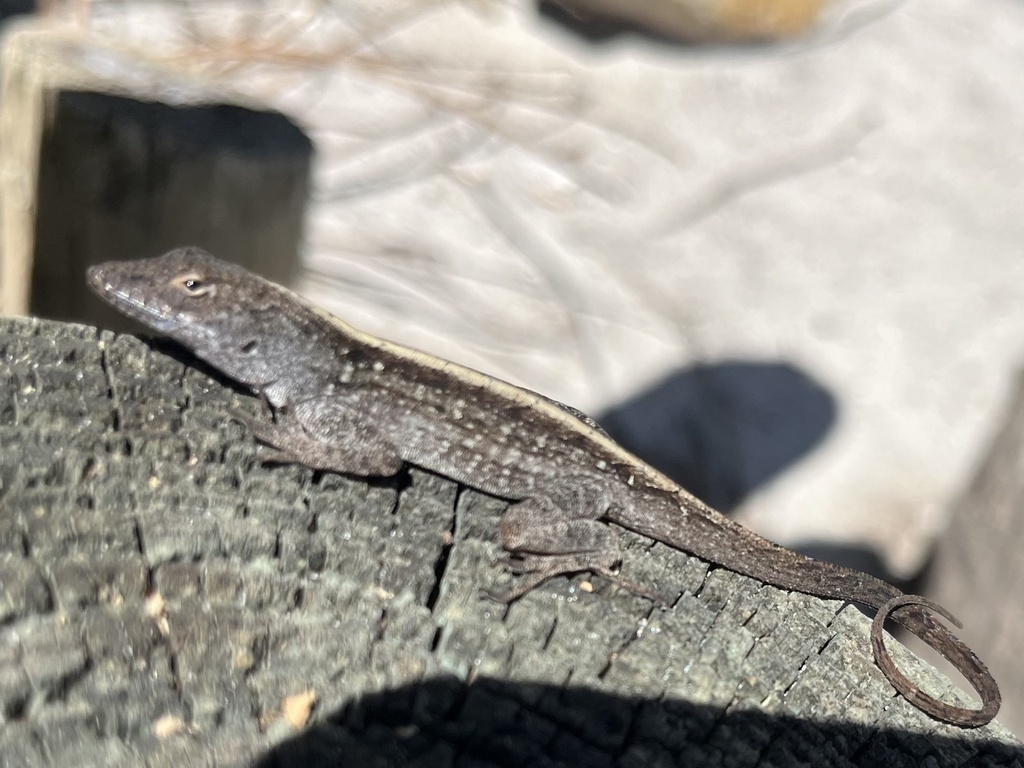 Cuban Brown Anole from Siesta Key, Sarasota, FL, US on March 6, 2025 at ...