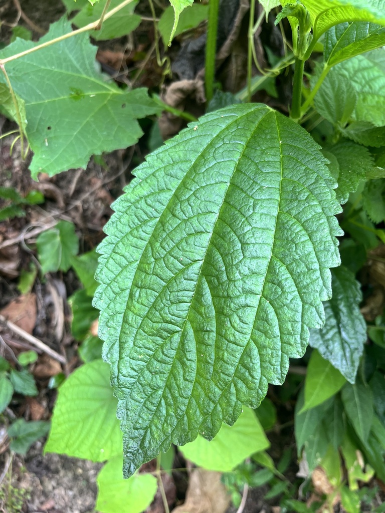 false ironwort from Carretera Tagua, Santa Marta, Magdalena, CO on ...