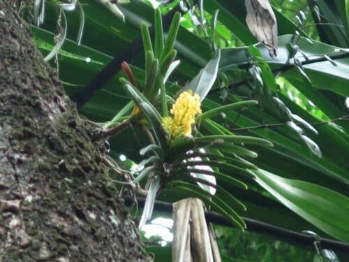 Vanda insularum · iNaturalist