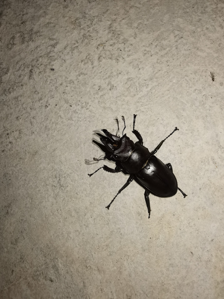 Prismognathus davidis tangi from 中国浙江省杭州市临安区 on September 16, 2023 at ...