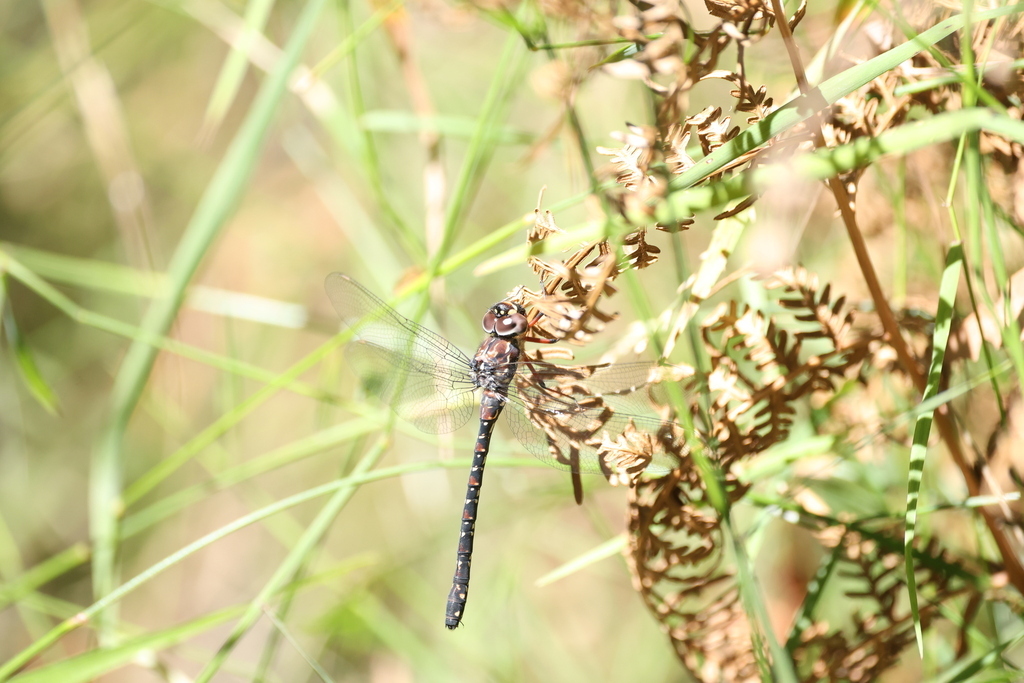 Multi-spotted Darner from Everton Upper VIC 3678, Australia on January ...