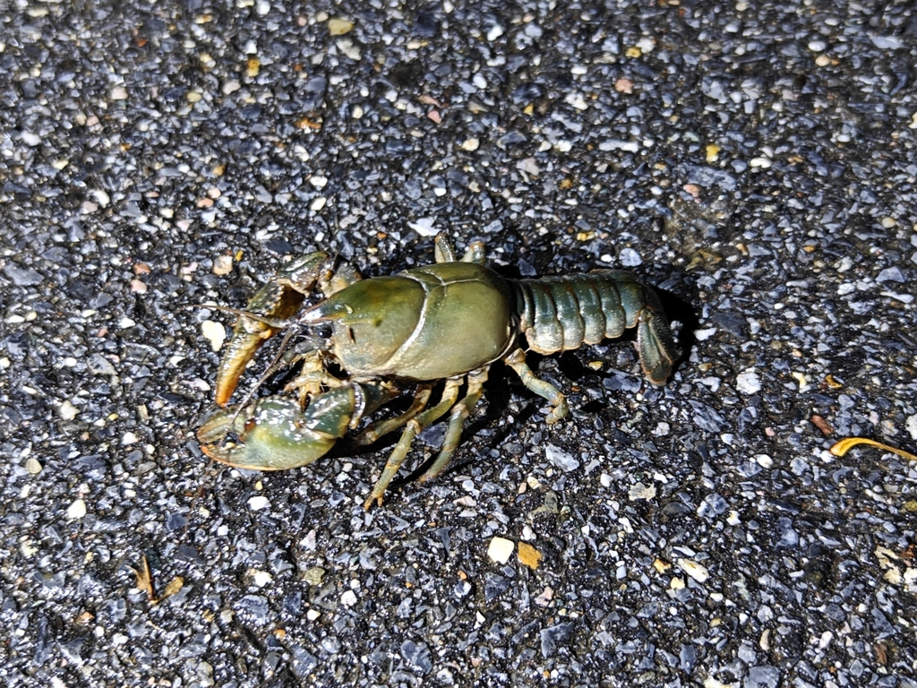 Devil Crayfish from Owen Brown, Columbia, MD, 美国 on March 05, 2025 at ...