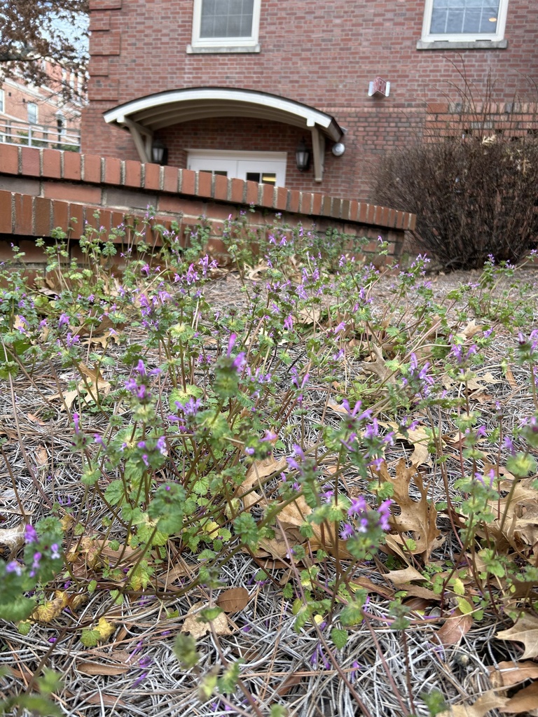 henbit deadnettle from NC State University, Raleigh, NC, US on March 6, 2025 at 10:06 AM by ...